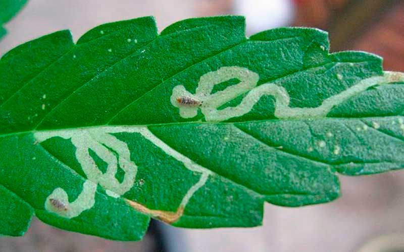 Cómo combatir al minador de la hoja – Green Grow Shop México | Tienda ...