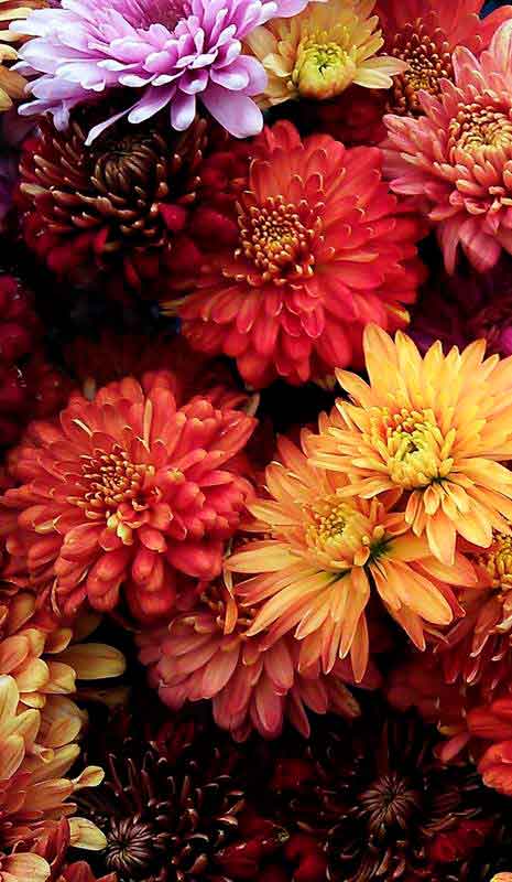 ¿Cómo engordar cogollos? – Green Grow Shop México | Tienda de autocultivo